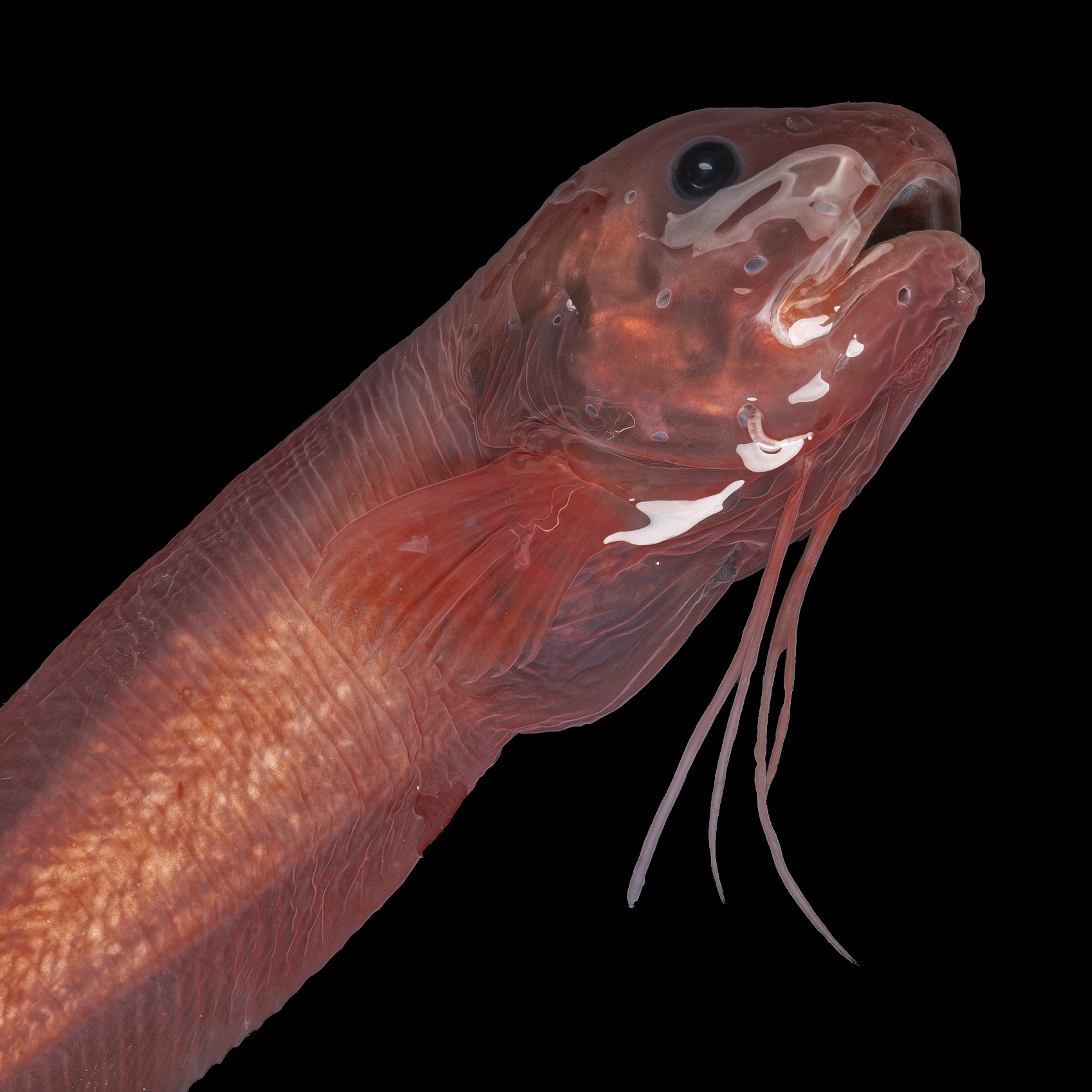 The Ocean Census - Nekton