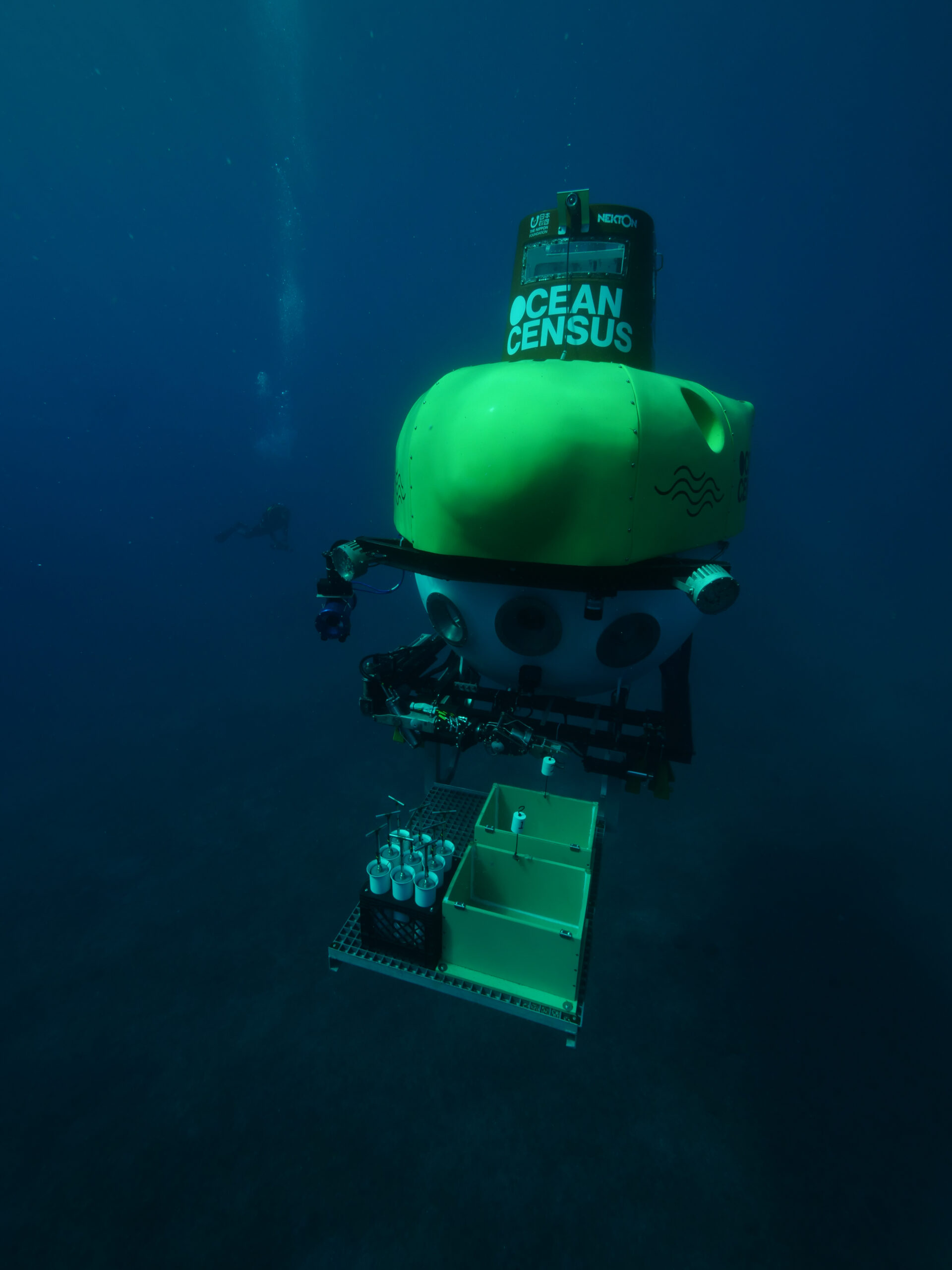 Ocean Census Tenerife team report abundance of potential new species ...