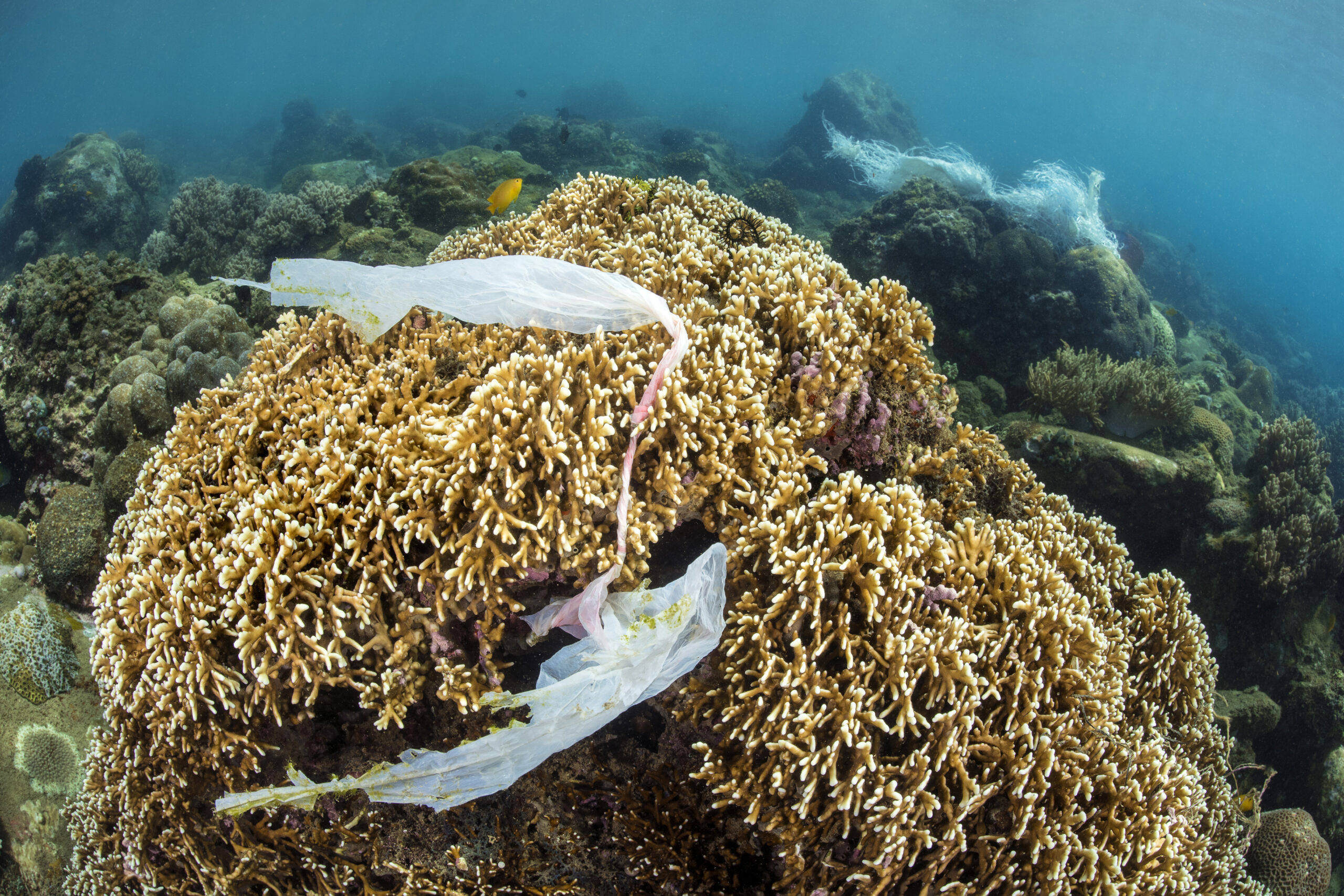 Plastic pollution on the world's coral reefs - Nekton