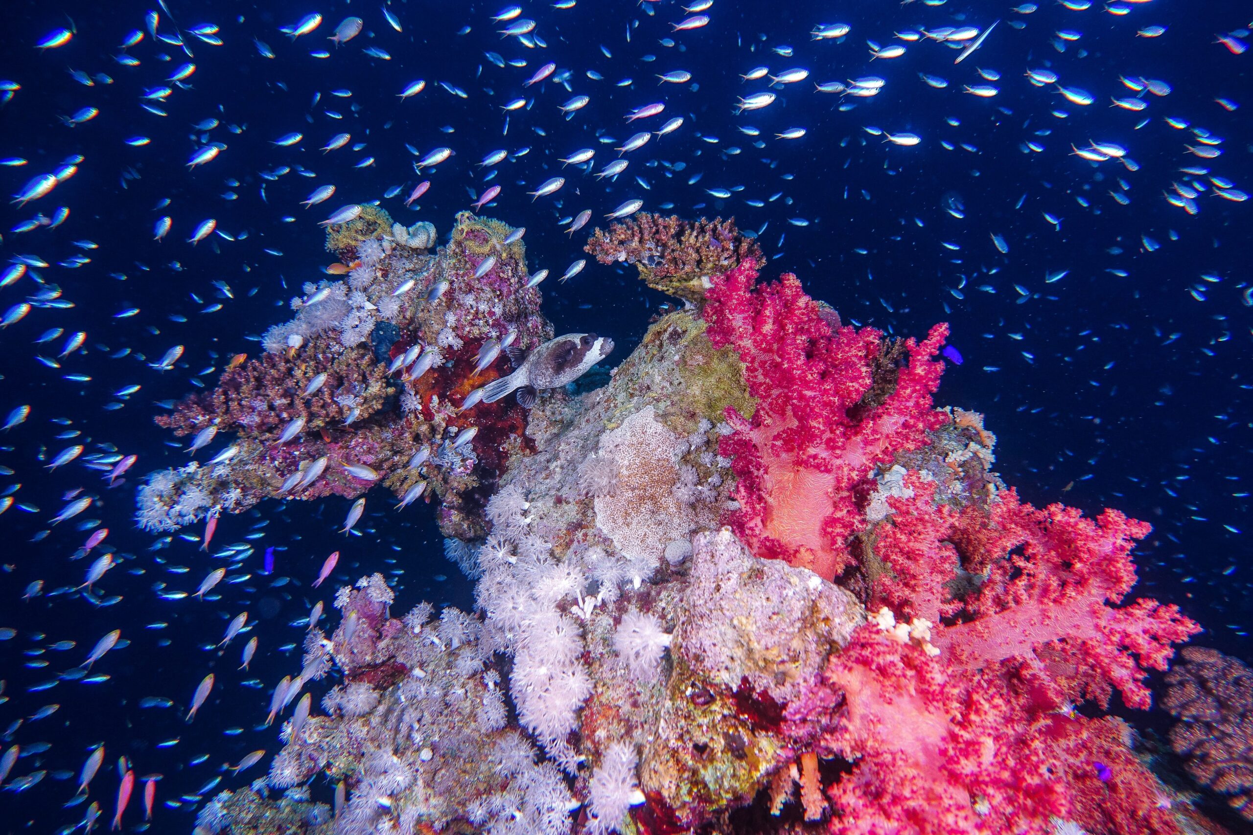 Scientists call for urgent conservation of deep reefs, one of the ...