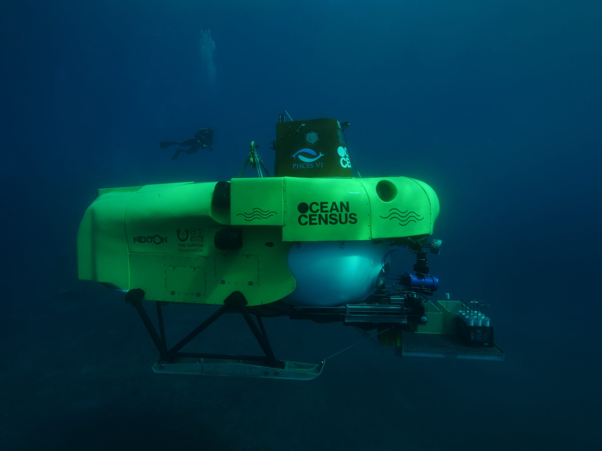 The Ocean Census Discovers Over 800 New Marine Species - Nekton