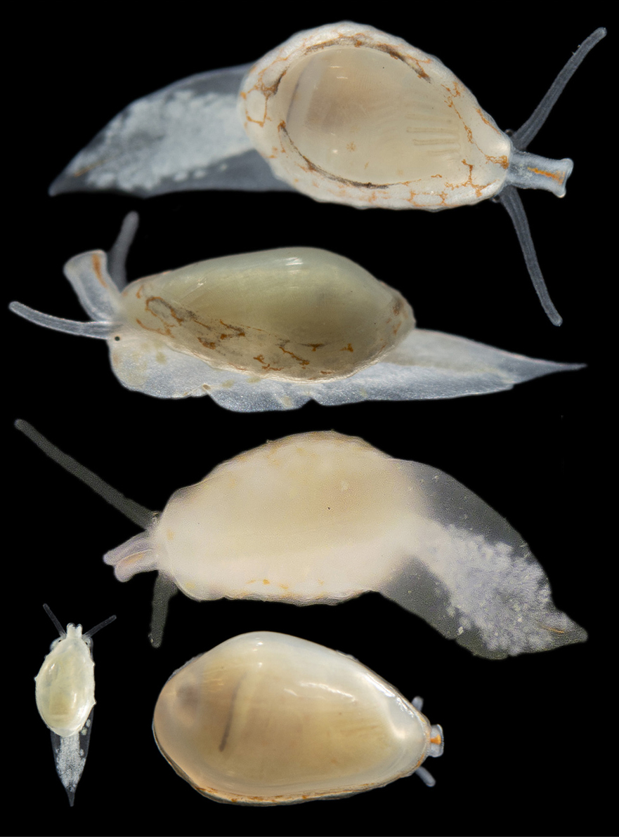 The Ocean Census Discovers Over 800 New Marine Species - Nekton